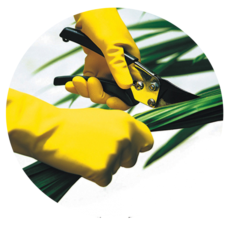 Rubberex Glove Malaysia – Latex Rubber Nitrile Vinyl Neoprene PVC ...